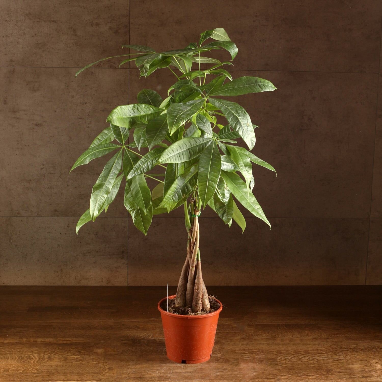 Пахира Акватика 70/14