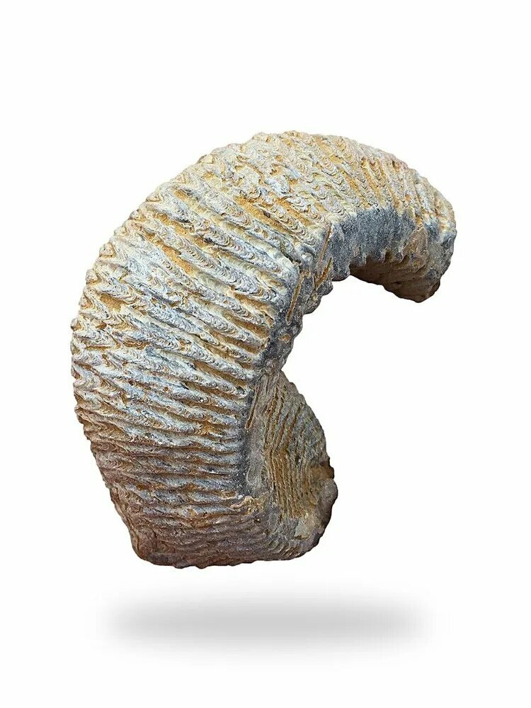 Окаменелости морских устриц мелового периода, образцы для коллекции