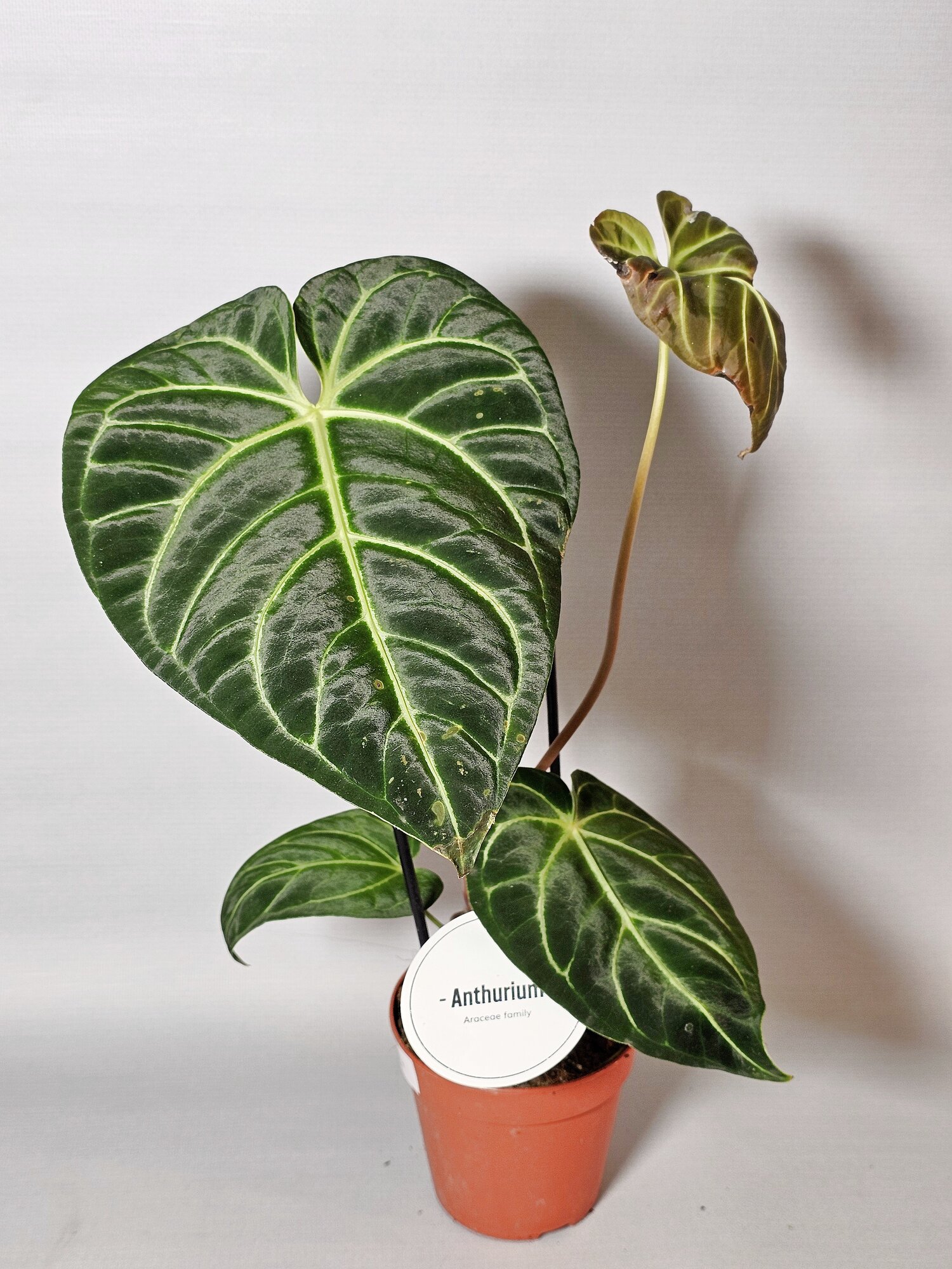 Антуриум Регал, декоративно-цветущее, высота 30 см, горшок 12 см, влажность высокая