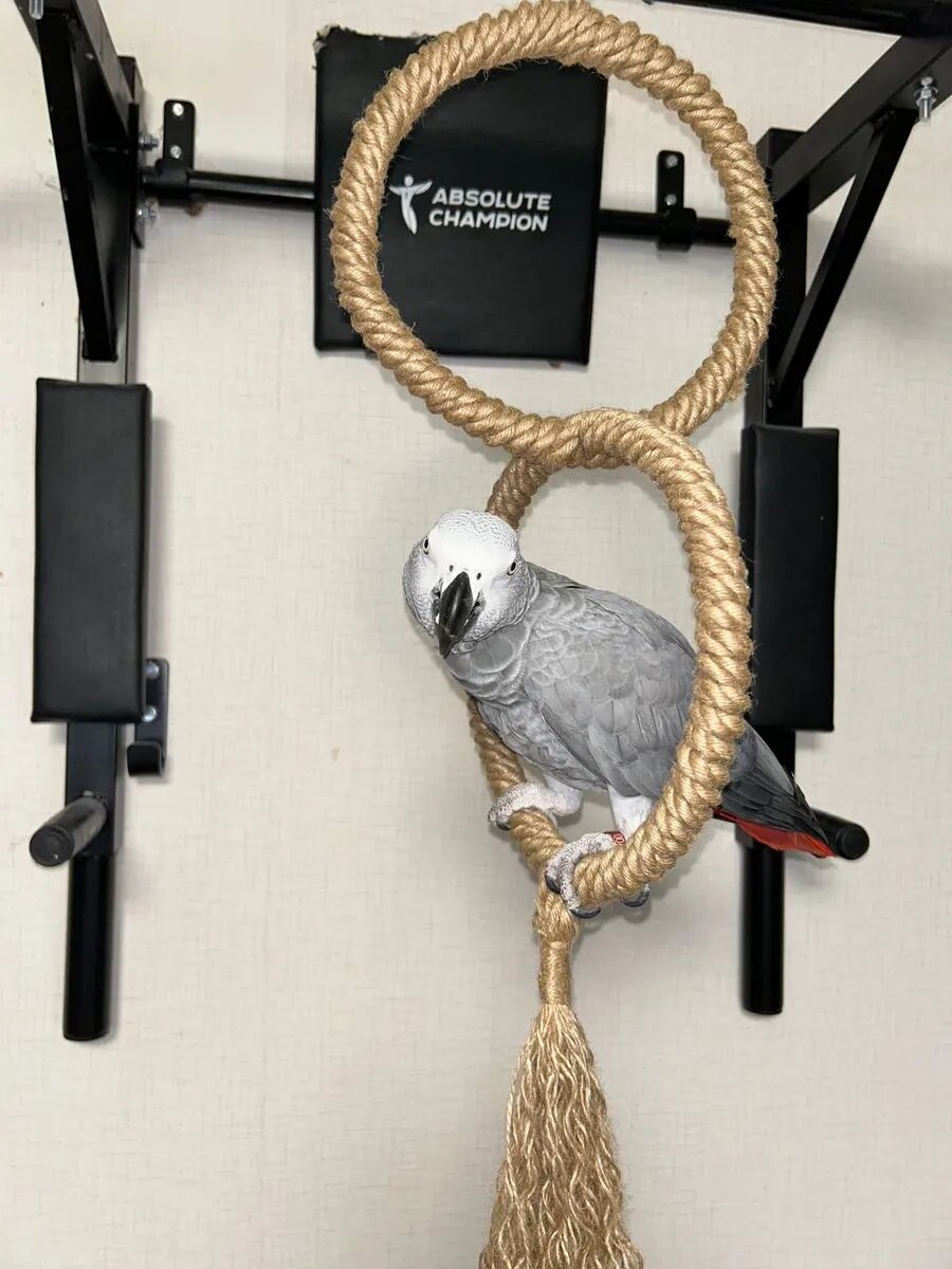 Игрушка для попугая - Двойное джутовое кольцо, 20 см