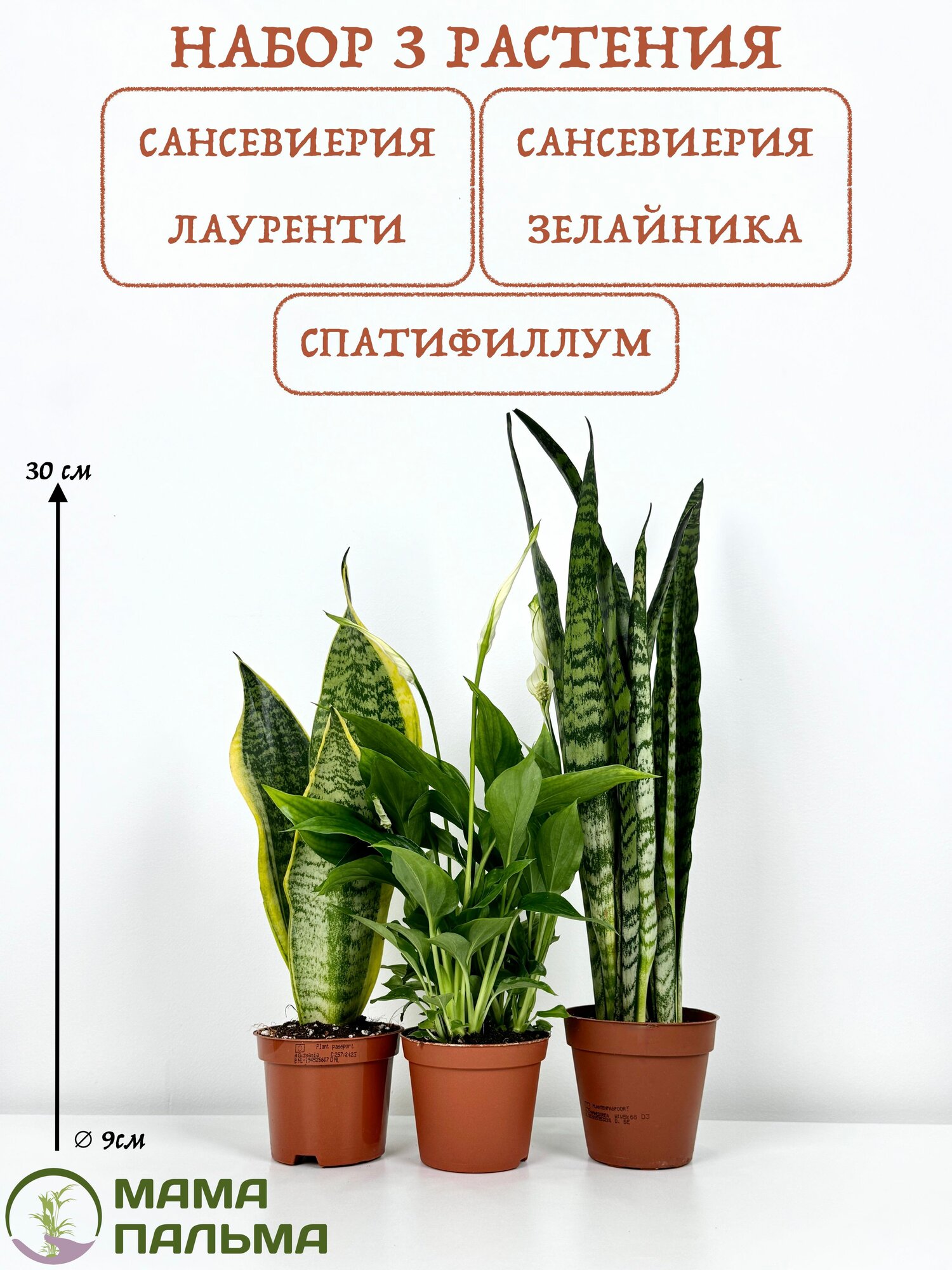 Набор 3 растения Сансевиерия Лауренти Спатифиллум Сансевиерия Зейланика в горшке D9 (живые растения)