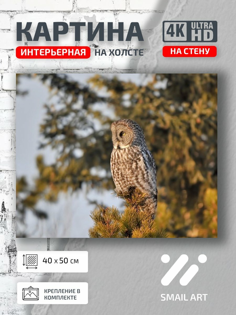 Картина на холсте интерьерная 40 на 50 на стену Сипуха Mood для офиса атмосфера интерьер