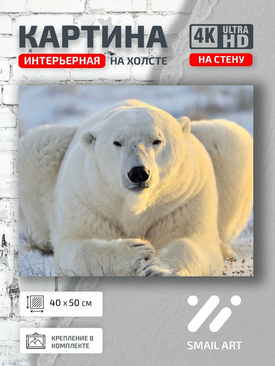 Картина на холсте интерьерная 40 на 50 на стену Зима Animal для кабинета animal style декор