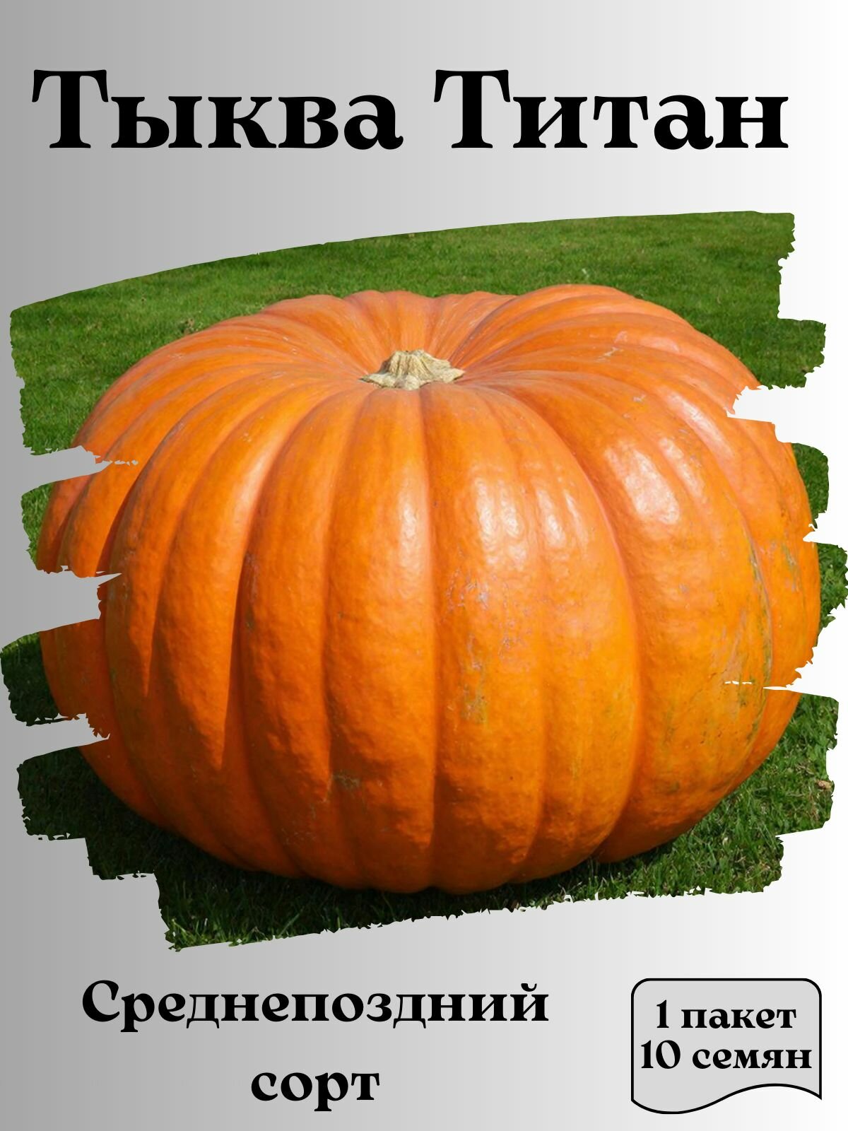 Тыква Титан, 10 шт, 15 гр.