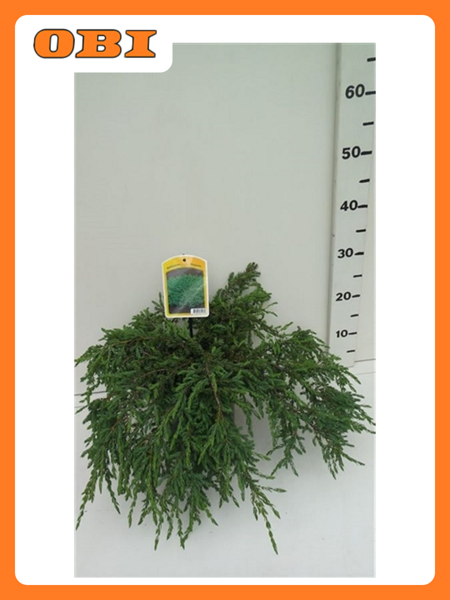 Можжевельник Репанда 881697, многолетнее, хвойное, декоративное растение