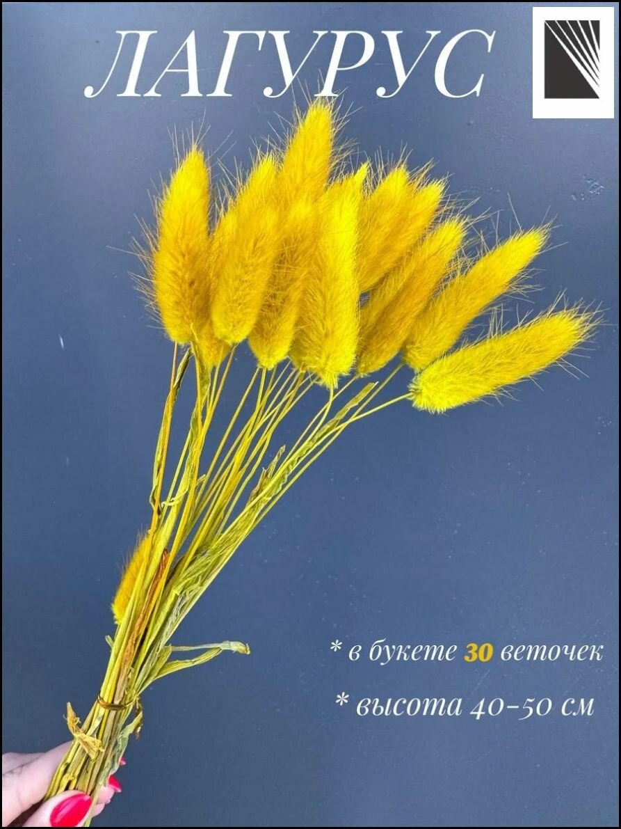 Эксклюзивный зайцехвост лагурус сухоцвет