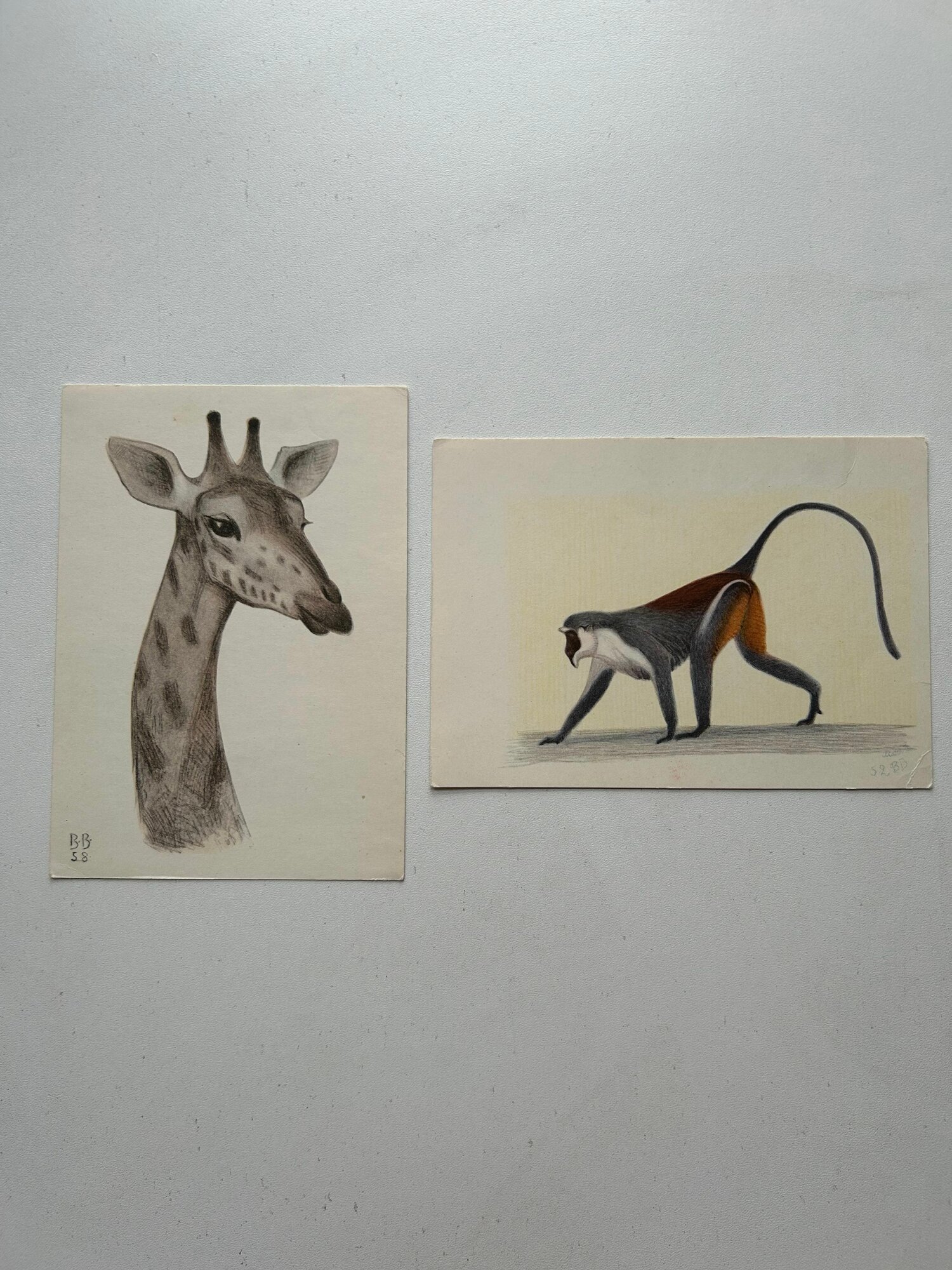 Винтажные открытки СССР. Жираф и мартыша. Художник В. Ватагин. Изданы в 1961 году