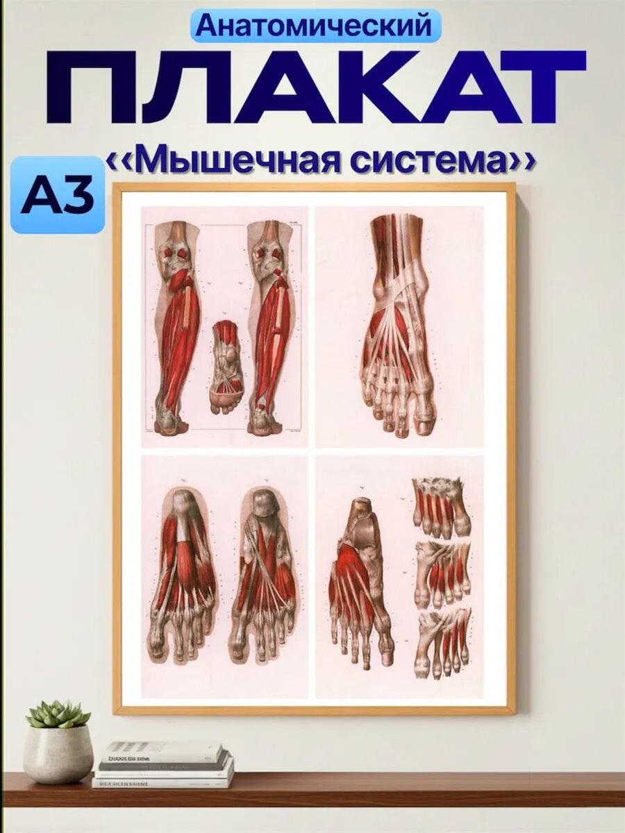 Постер медицинский, стопа, мышечная система, А3 анатомия, хирургия