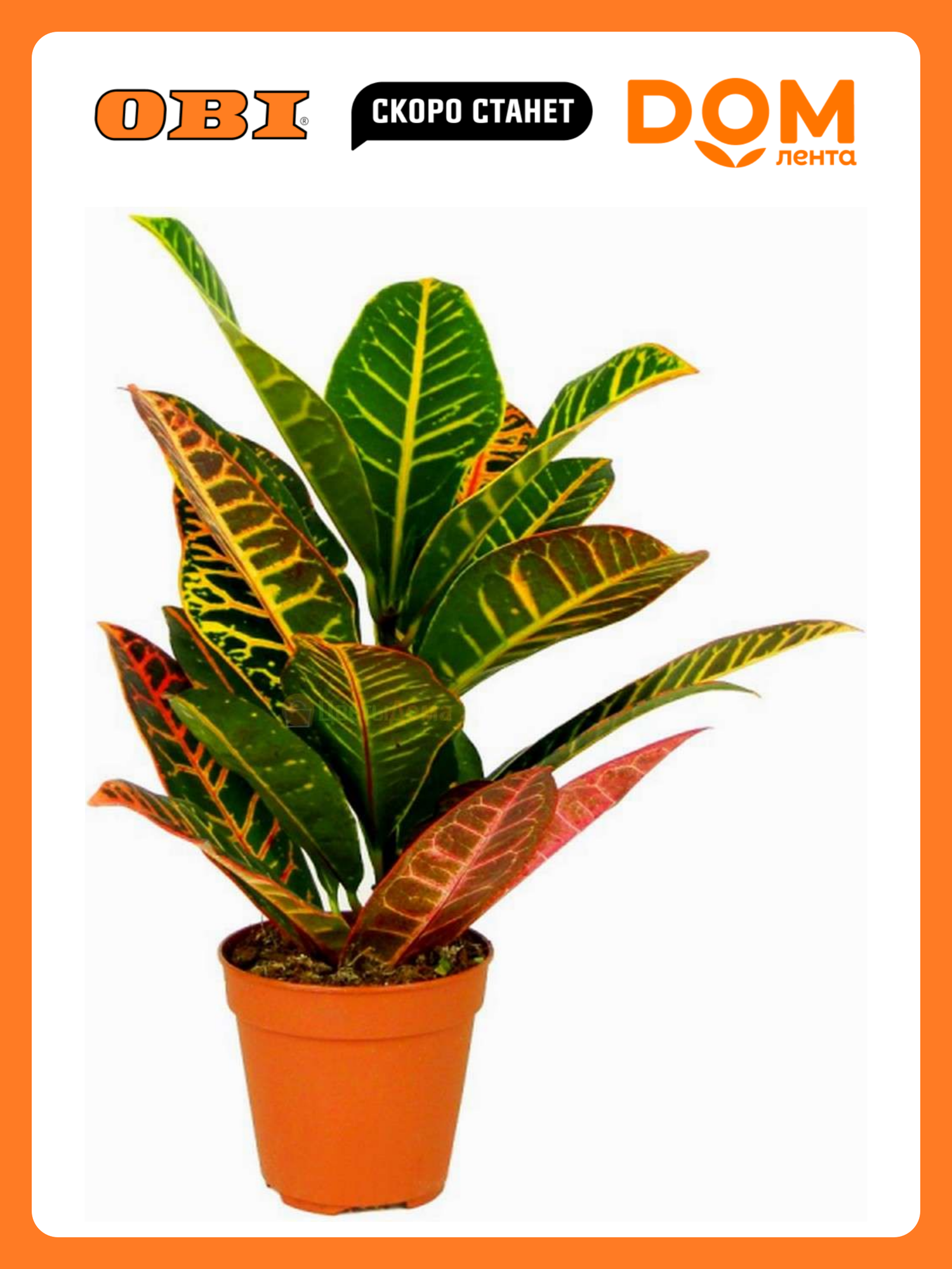 Растение Кодиеум "Варигатум Петра", декоративно-лиственный, высота 35 см, горшок D12