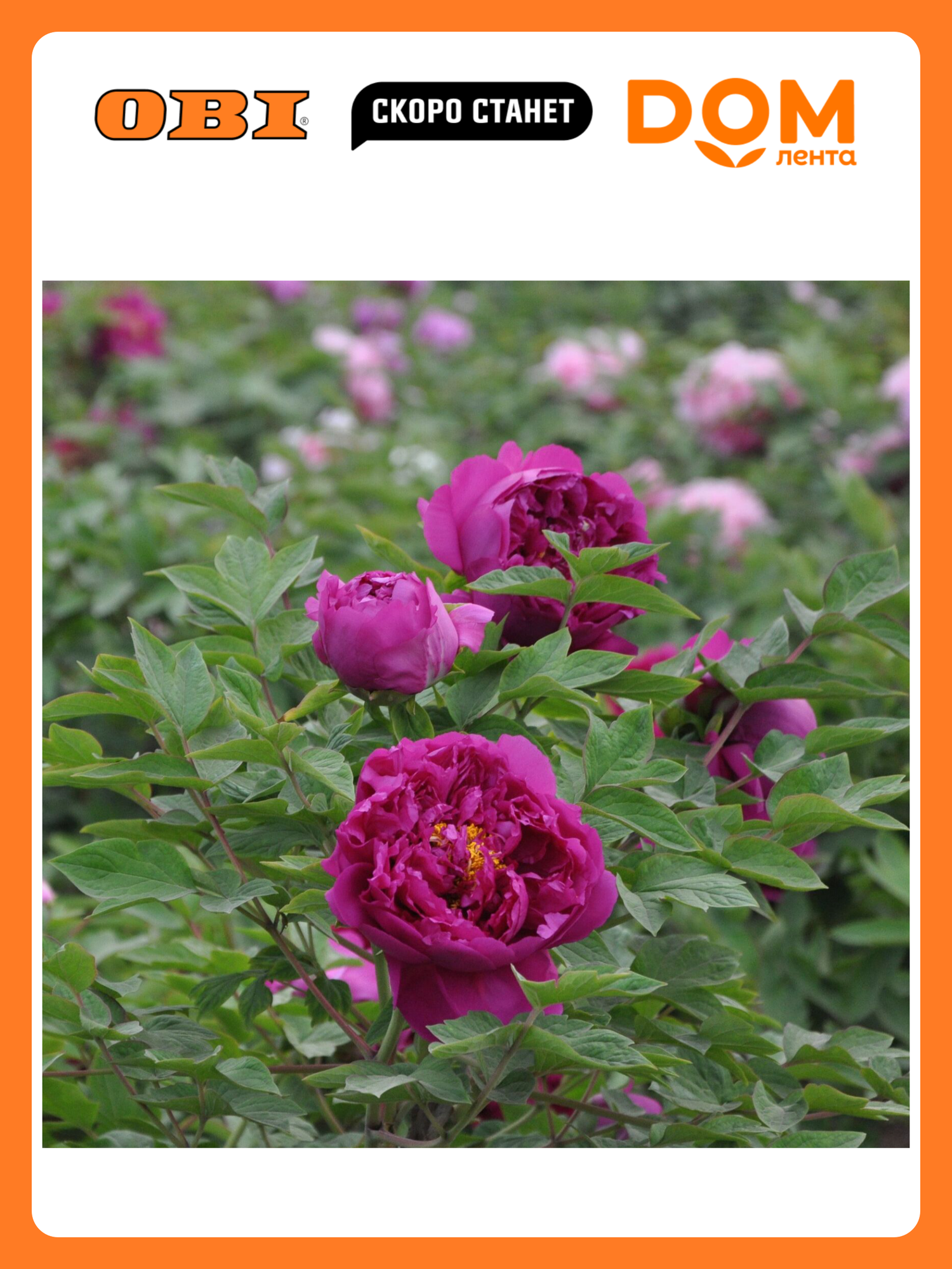 Саженец пиона "Zhong sheng zi", фиолетовый, многолетнее, рост энергичный