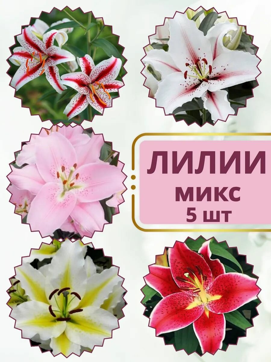 Лилия луковицы, многолетние цветы для посадки, микс 5 штук