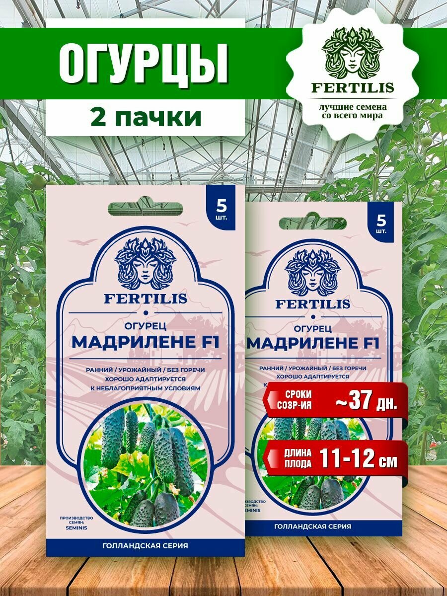 Семена урожайного огурца Мадрилене F1 от компании Fertilis (2 пачки)