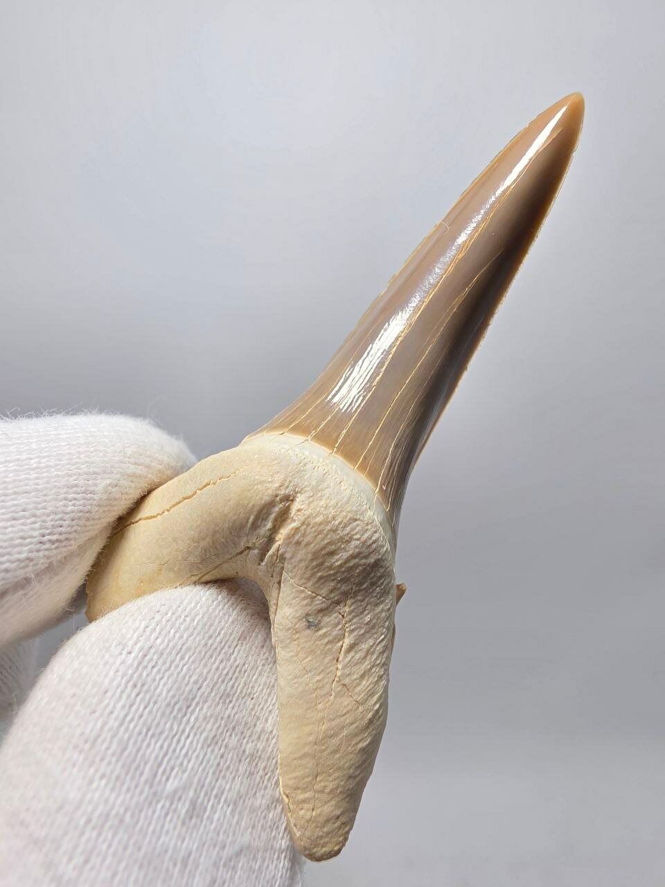 Окаменелый зуб акулы 56 мм, 10 г.