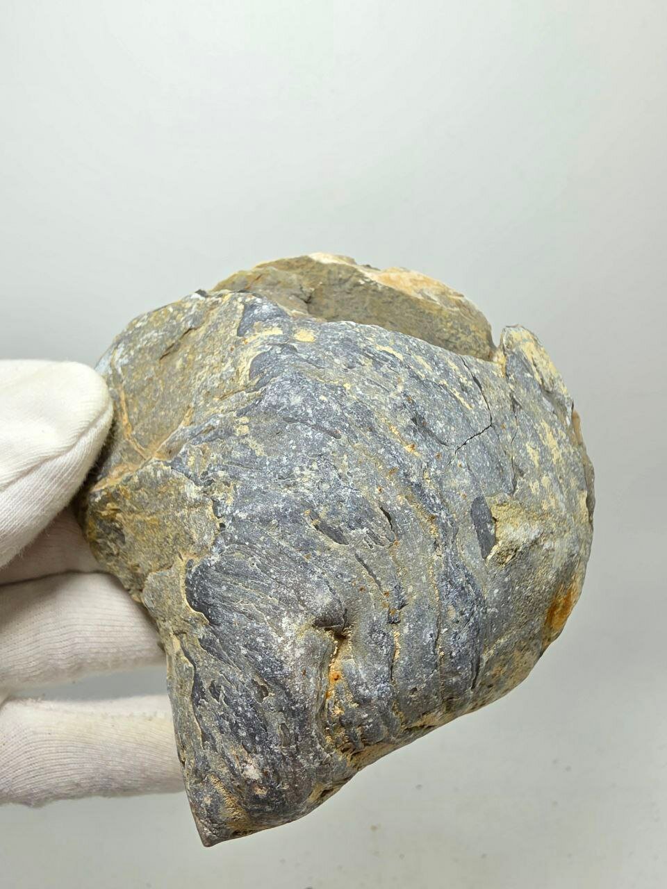 Окаменелая устрица Gryphaea, 107 мм, 401 г.