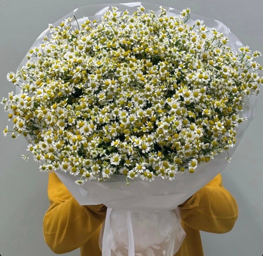 Букет из кустовых ромашек 51 шт, красивый букет цветов, шикарный, премиум цветы, премиум букет