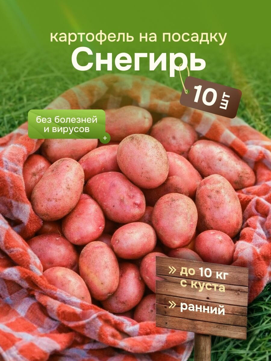 Семенной картофель на посадку Снегирь 10 шт (ранний)