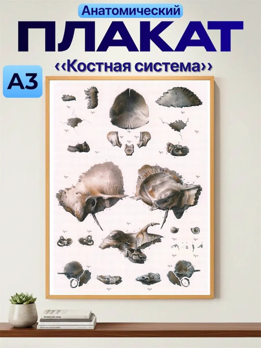 Постер медицинский, височная кость, костная система, А3 анатомия, хирургия