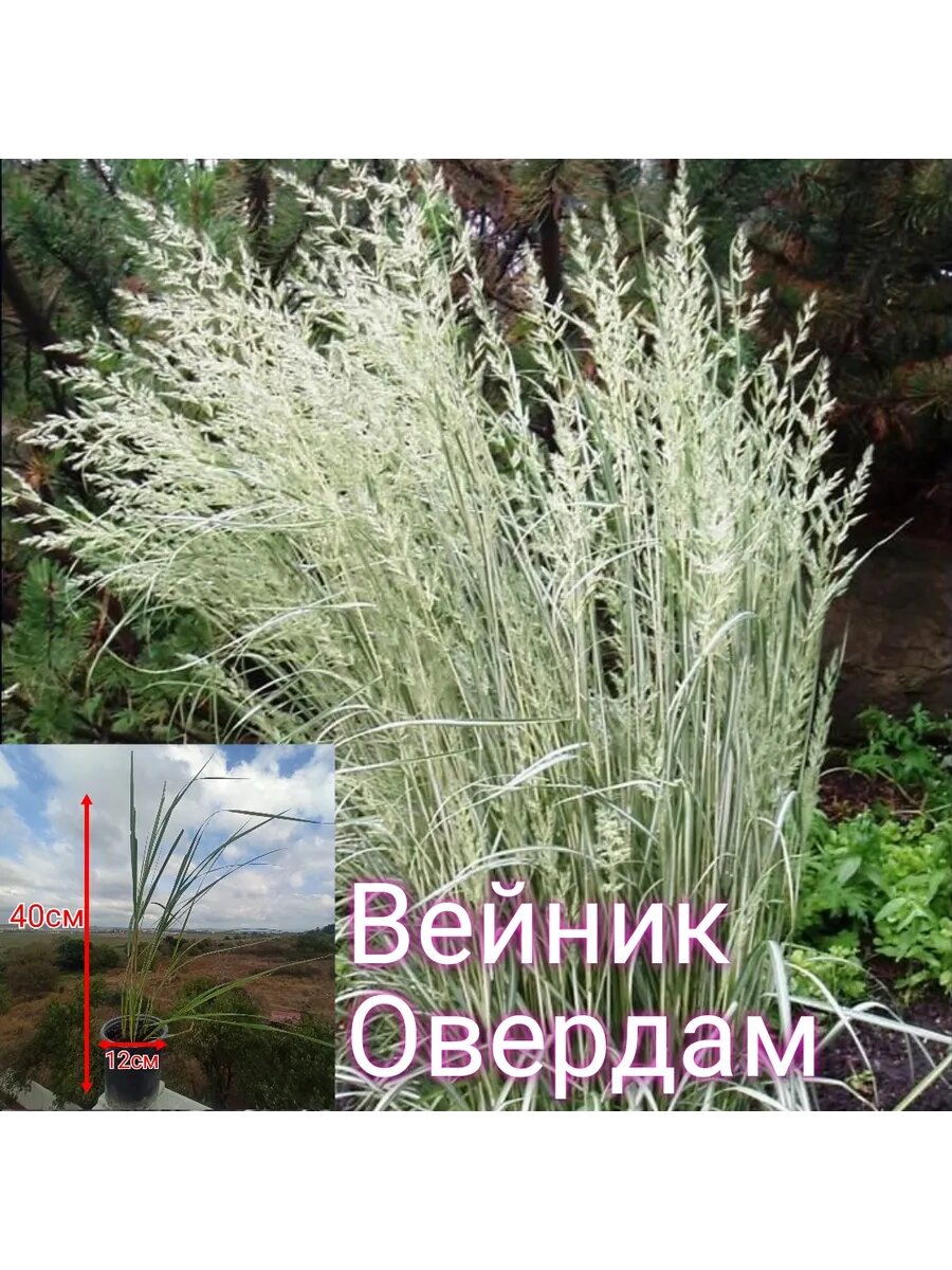 Вейник овердам в горшке d12см