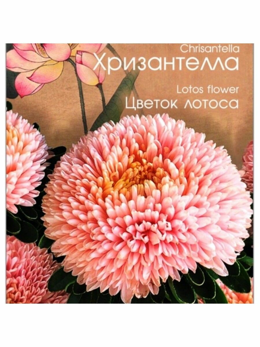 Семена Астра китайская Хризантелла Цветок лотоса