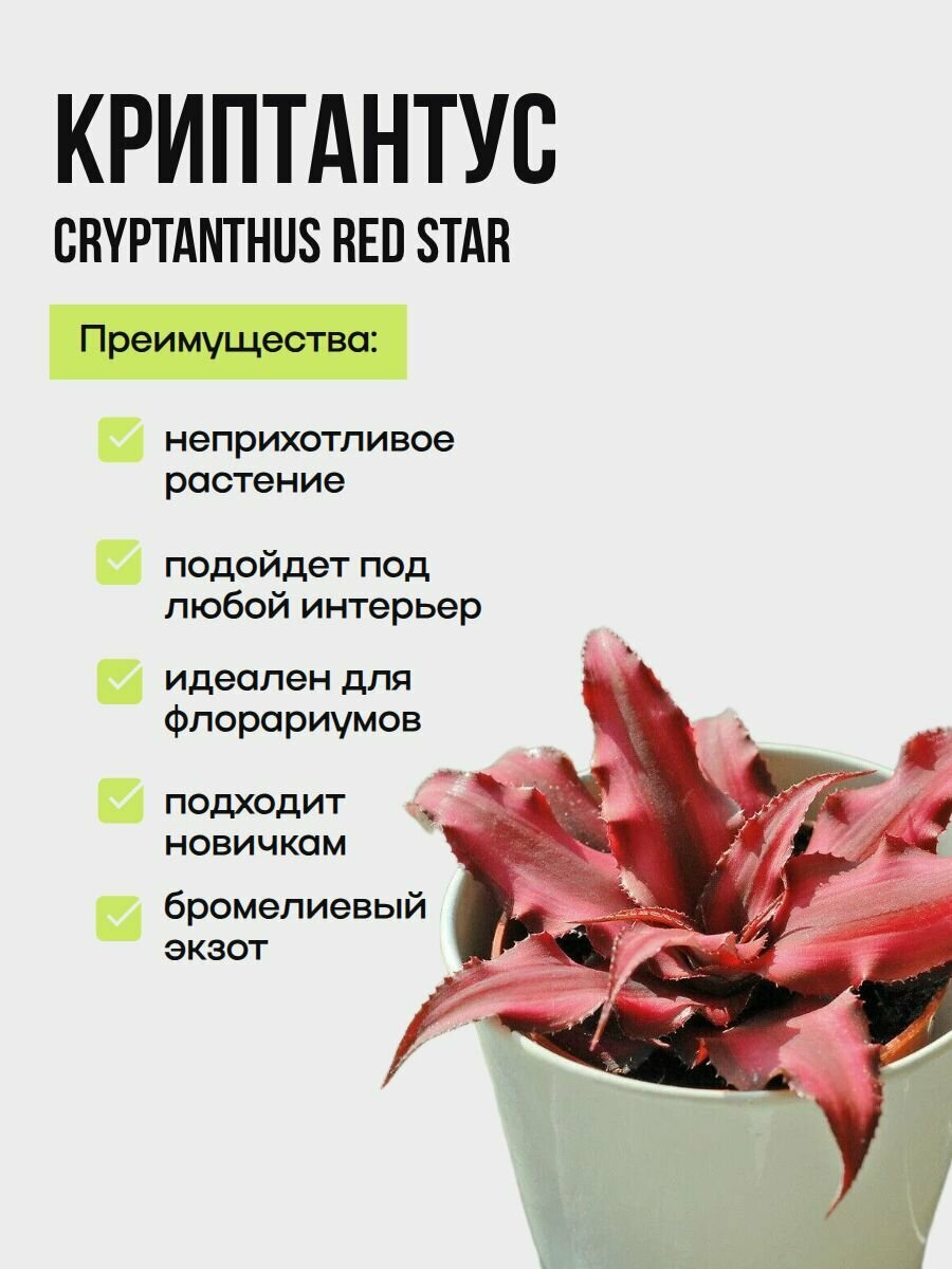 Криптантус Ред Стар (Cryptanthus Red Star) D5см, домашний цветок — фото 1