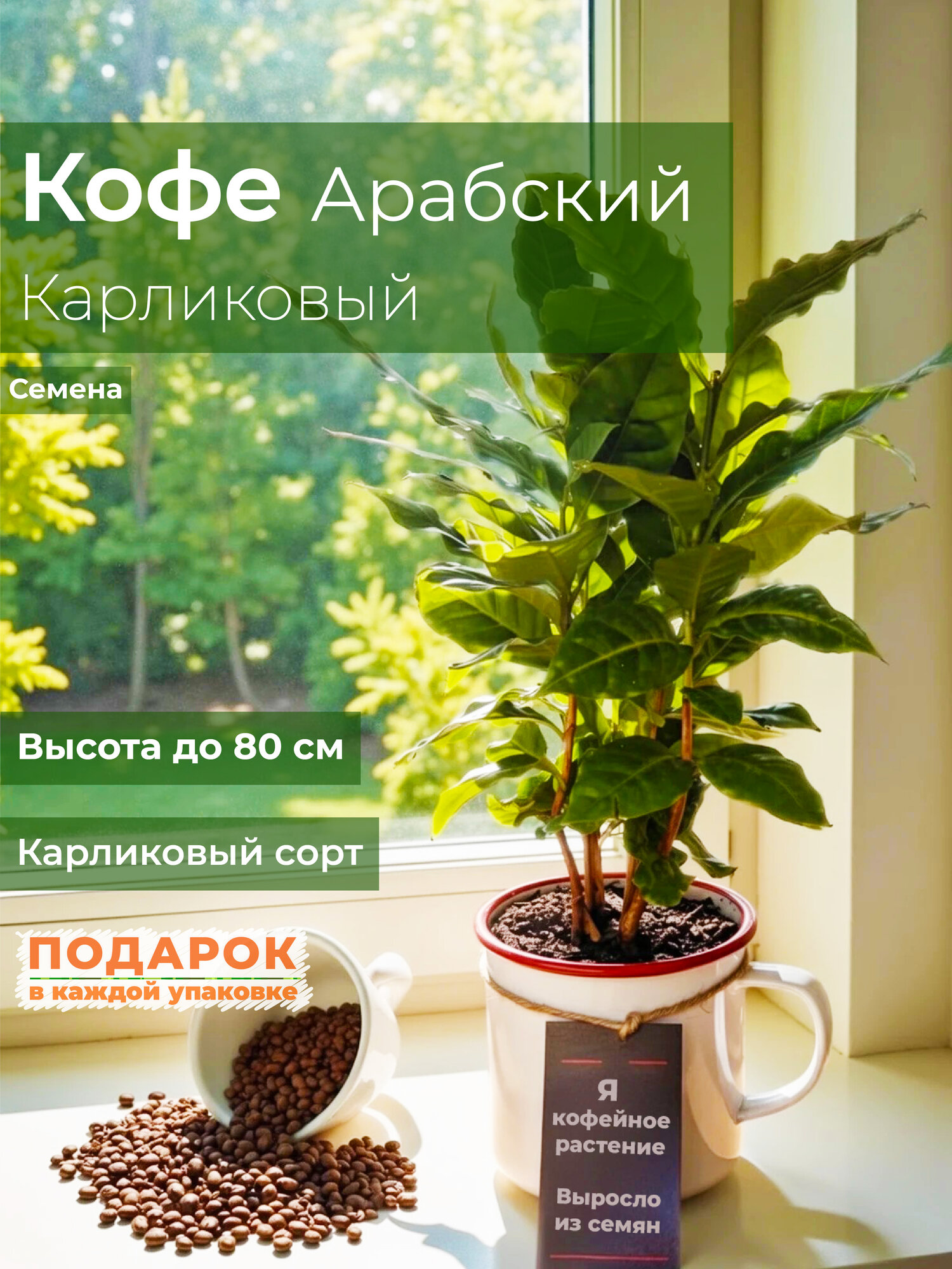 Кофе арабский карликовый Кафа, Семена, 5 шт, семена экзотических растений