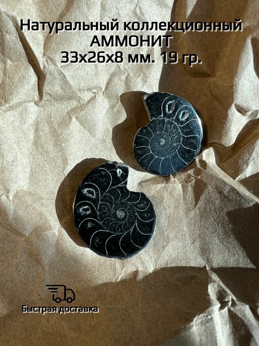 Две половинки отполированных срезов природного аммонита