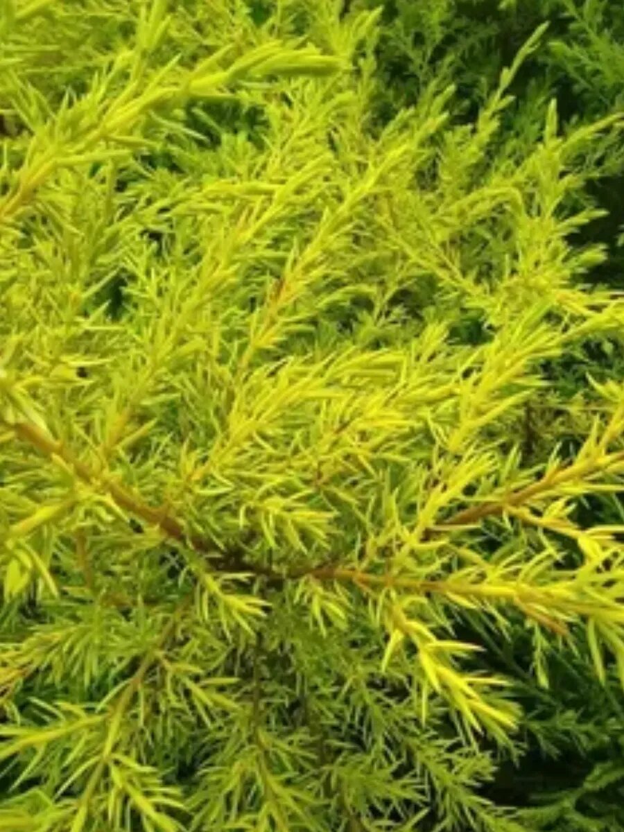 Можжевельник обыкновенный Depressa Aurea