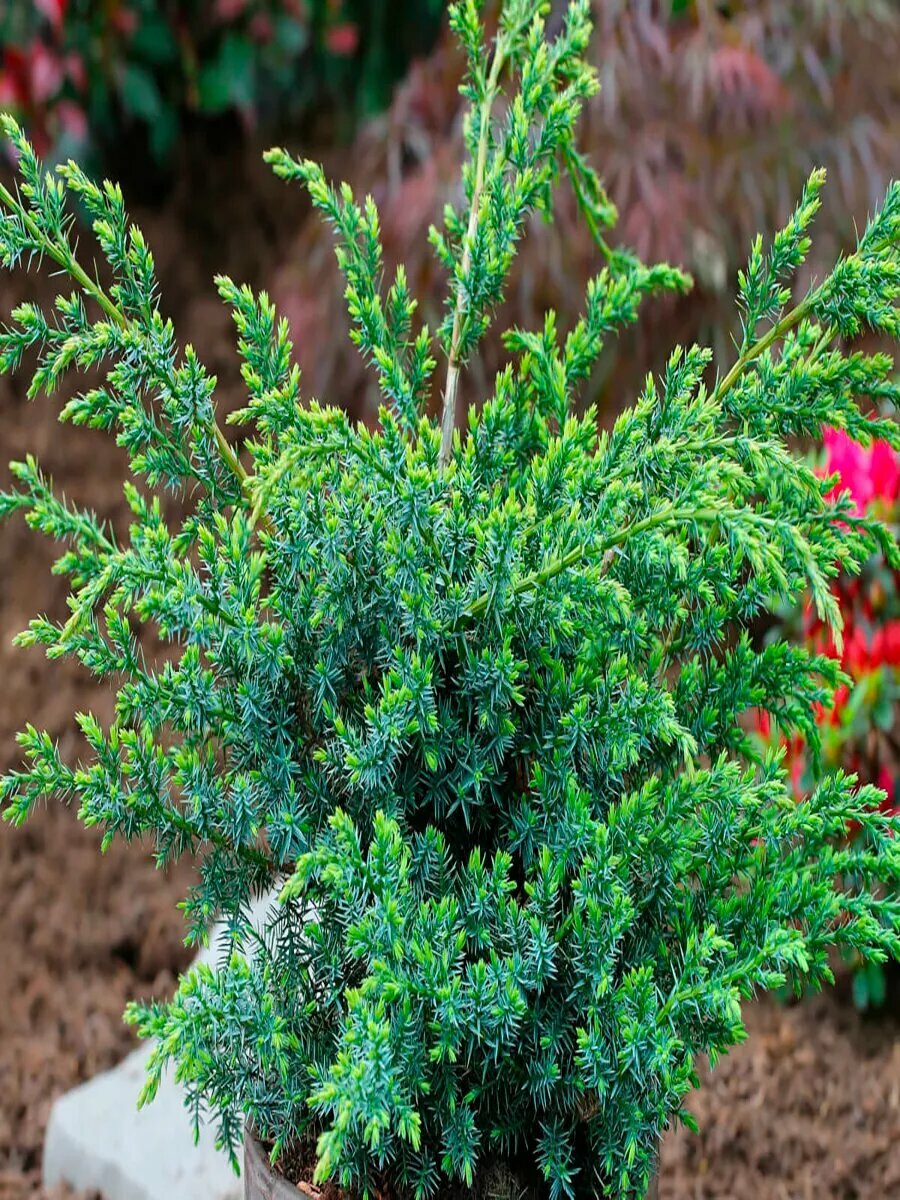 Можжевельник китайский Blue Alps