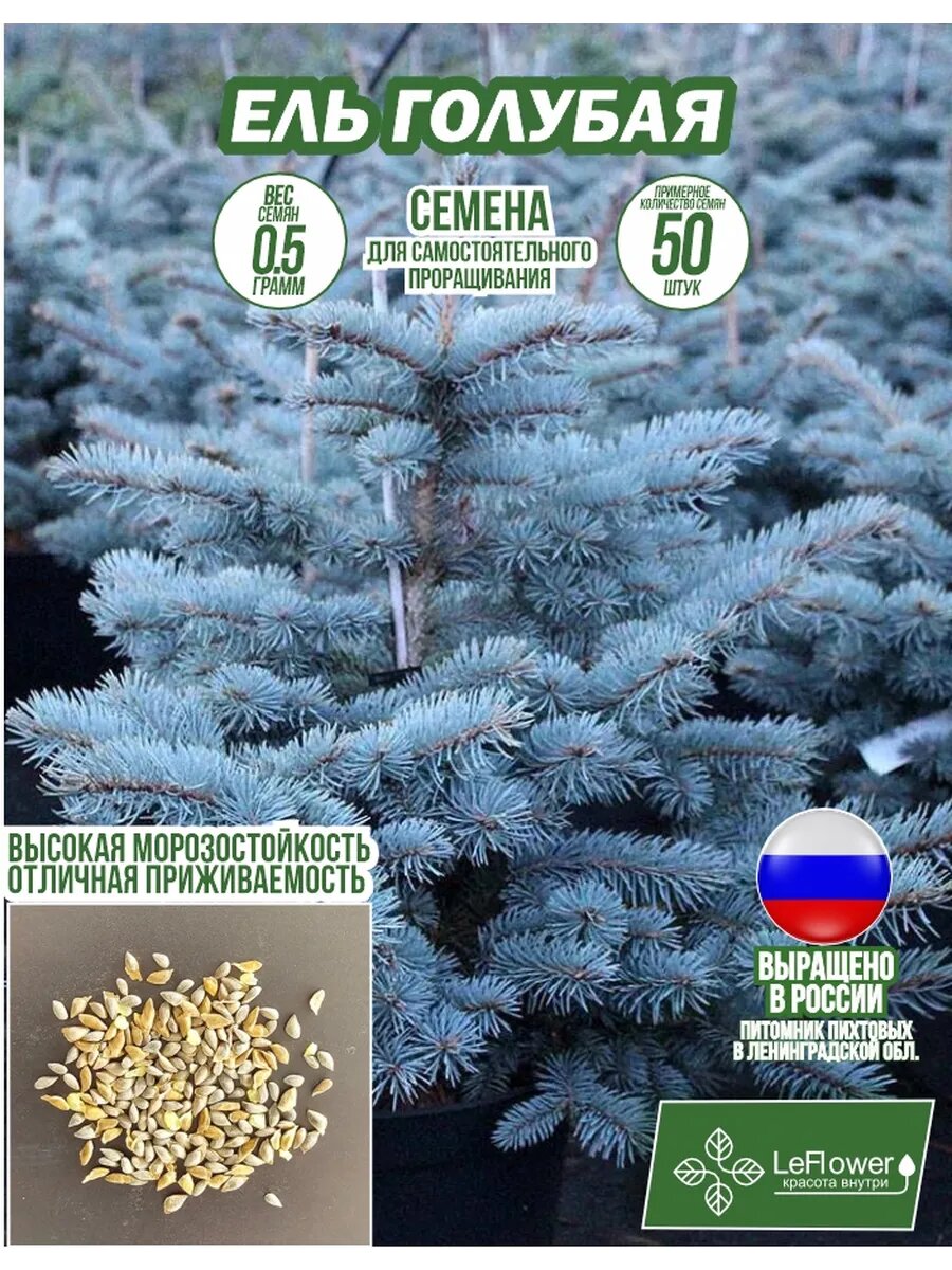 Семена, Ели Голубой , 0,5 грамм (50 семян)