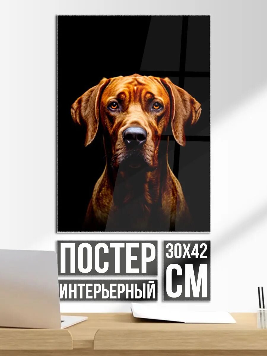 Постер на стену Бордоский дог на черном фоне