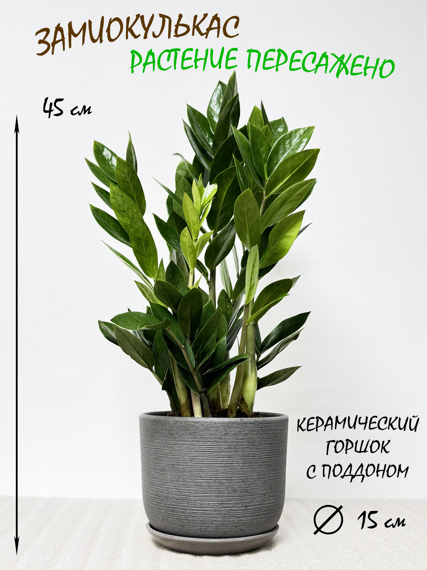Замиокулькас в сером керамическом горшке с поддоном, высота 40-45см