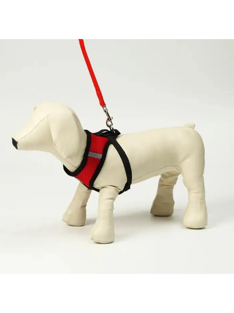 Безопасный комплект для прогулок собаки