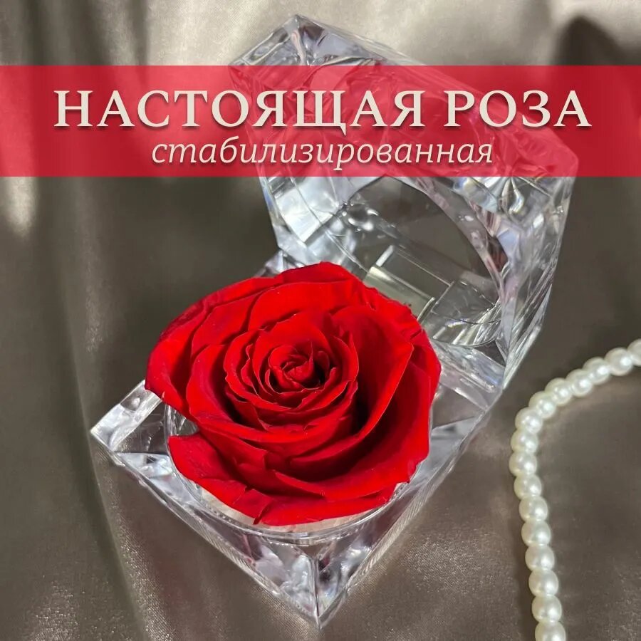 Стабилизированные цветы в стекле Анемона, 5 см, 55 гр, 1 шт