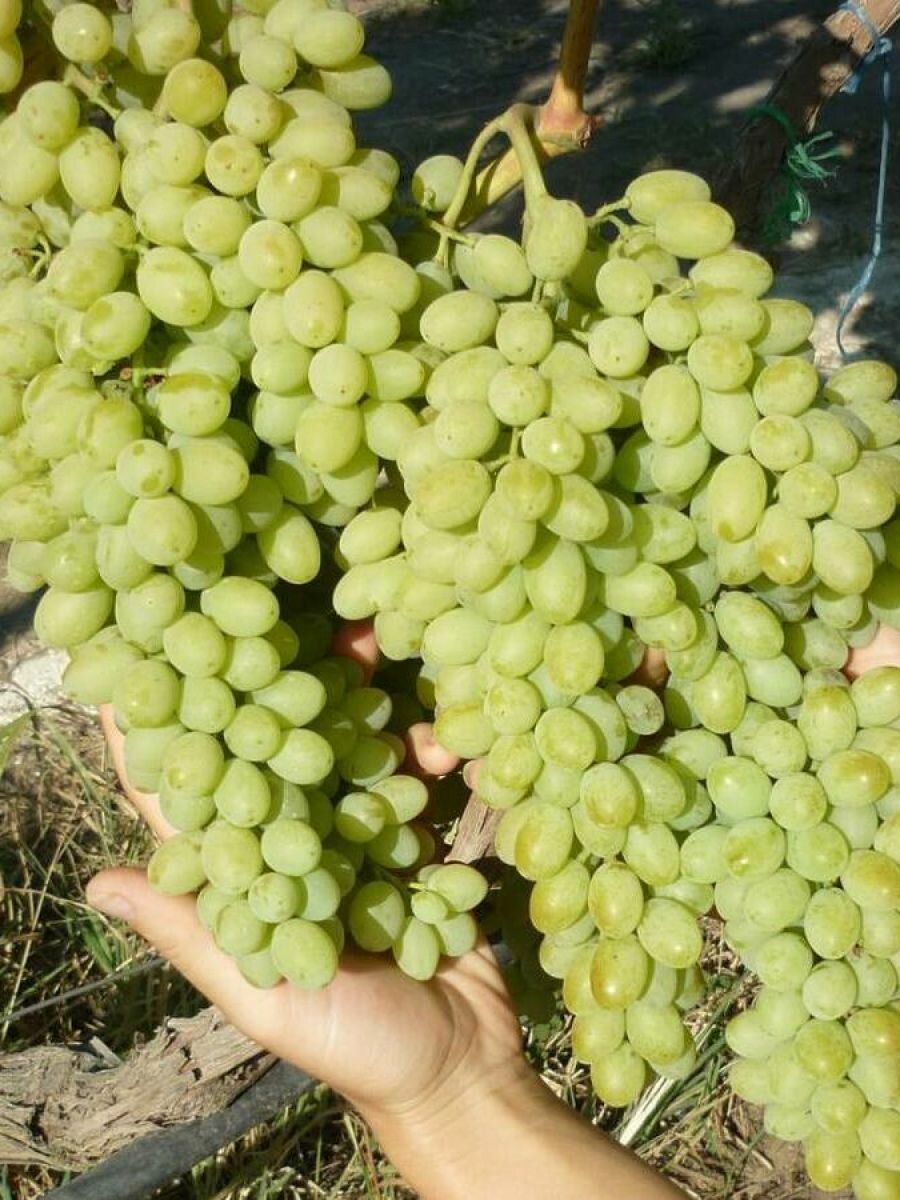 Виноград кишмиш Столетие, 1 шт, бессемянный сорт, раннеспелый