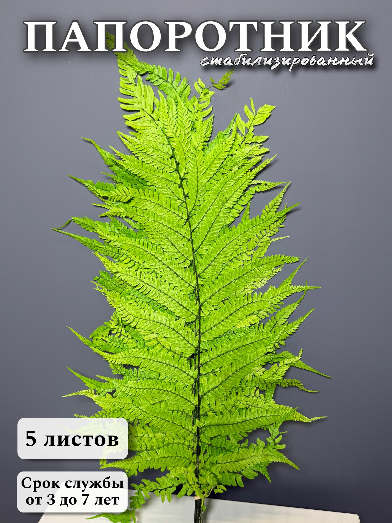 Лист папоротника стабилизированный для декора