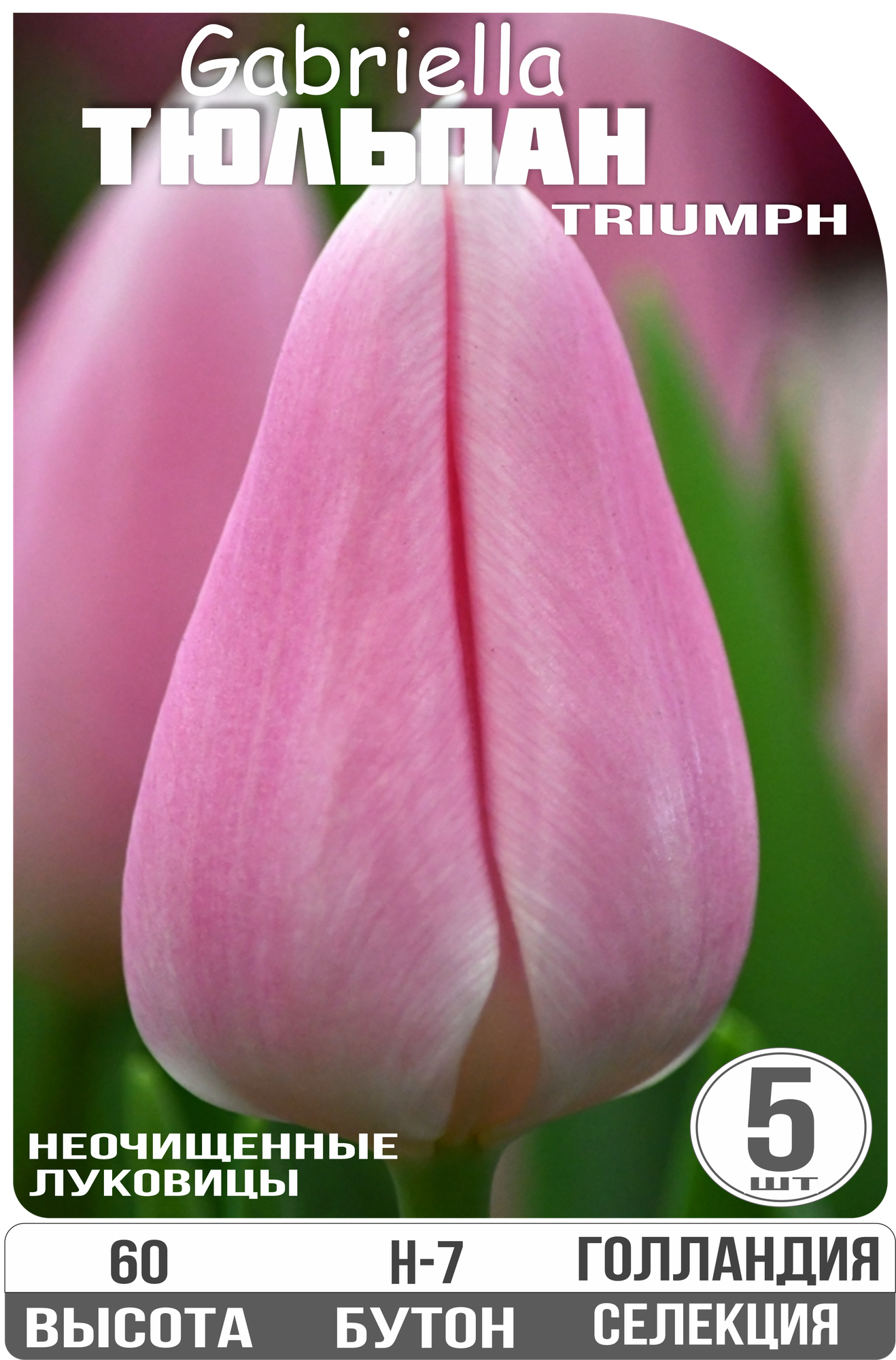 Тюльпаны Габриэлла, луковицы, неочищенные, розовый, 5 штук, морозостойкий сорт, Eywa