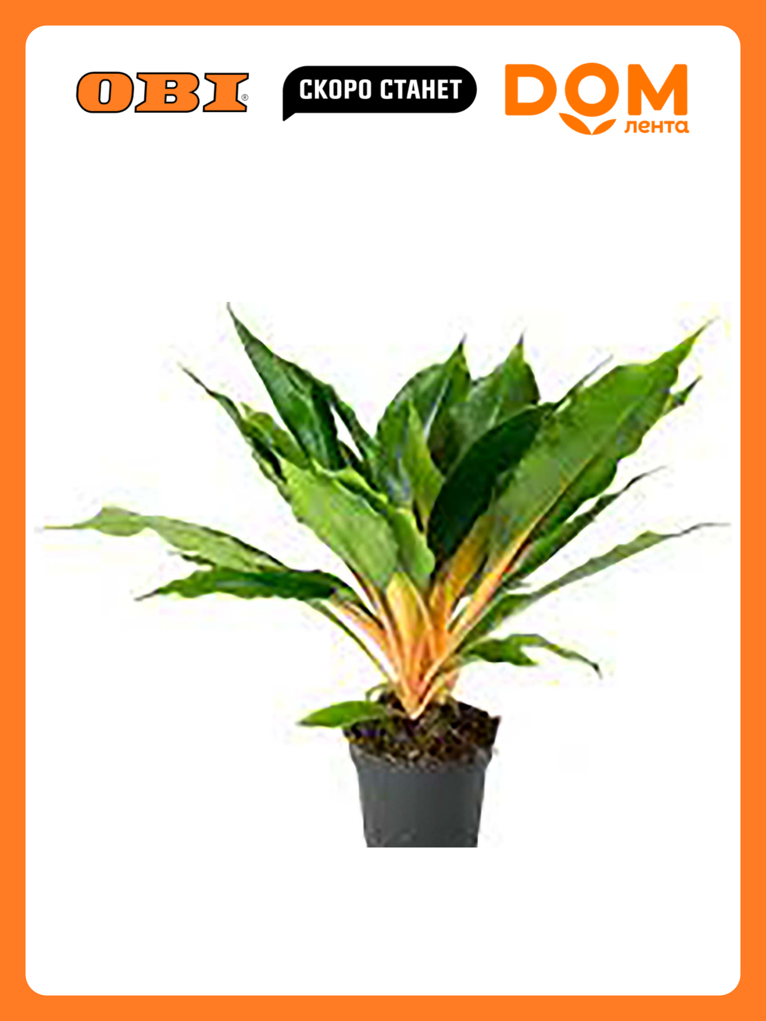 Растение хлорофитум Грин Оранж D12H20, насыщает воздух кислородом