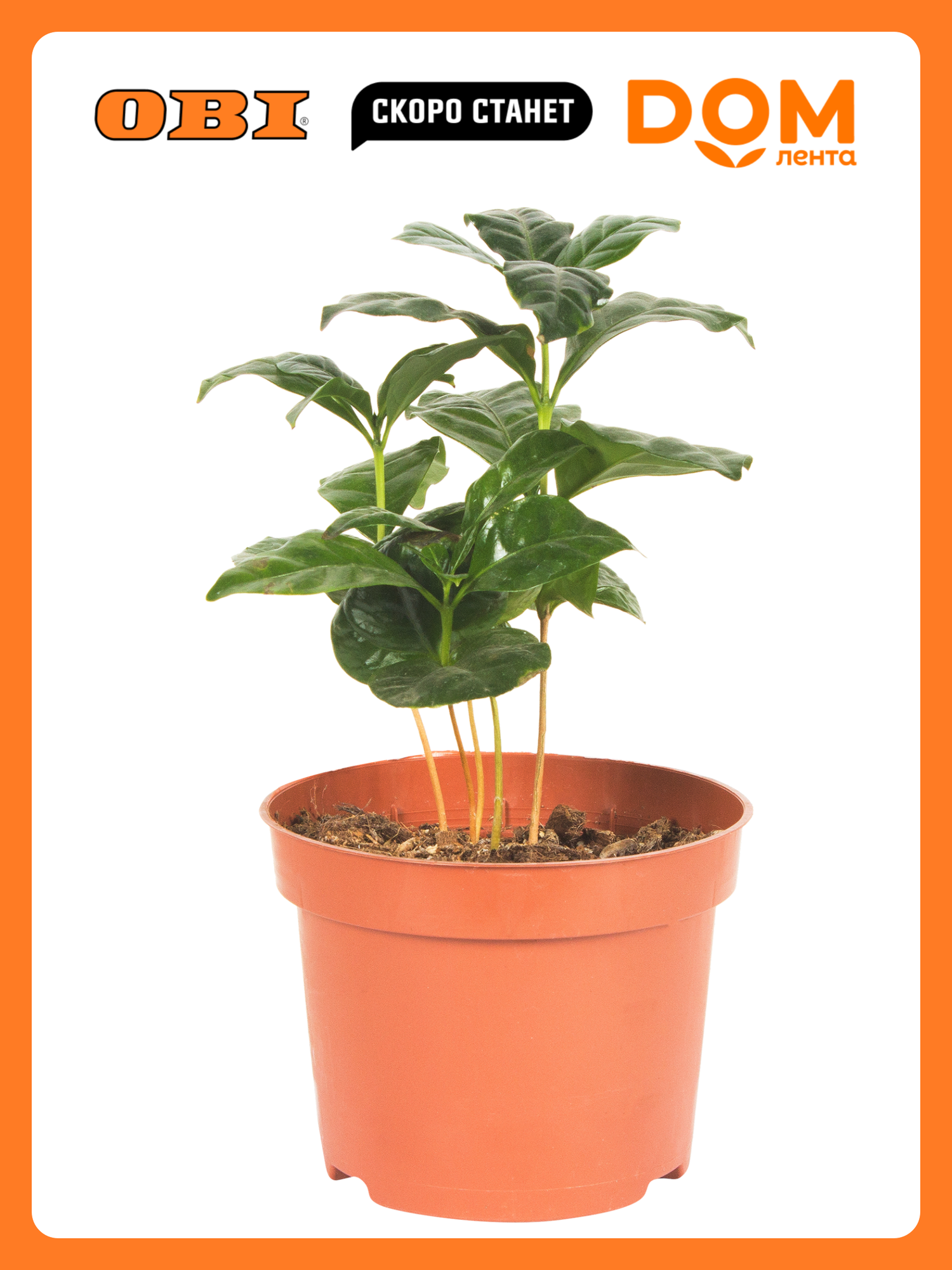 Растение Кофе Арабика, вечнозеленое, декоративное, зеленое, 1 шт