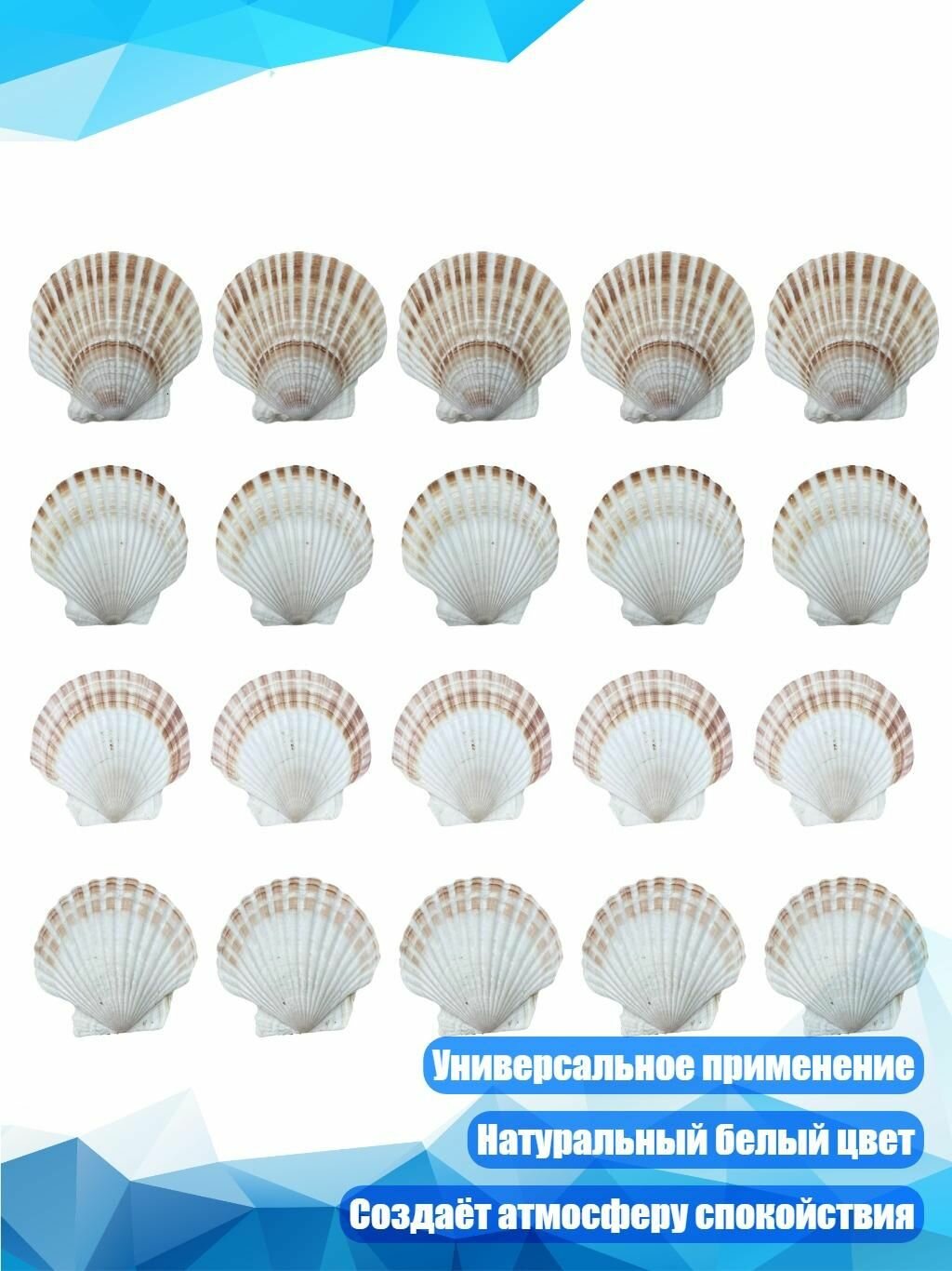 20 шт. белых гребенчатых ракушек