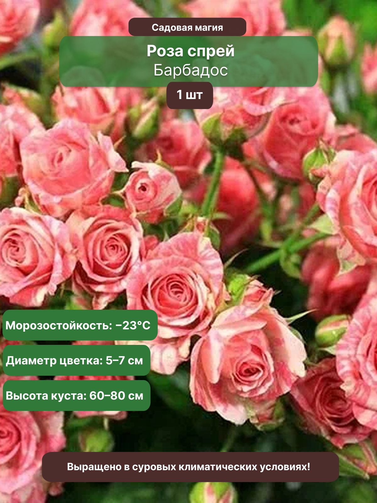 Роза Барбадос, спрей, 1 саж, многолетняя , высота 30-50 см, розовый/белый
