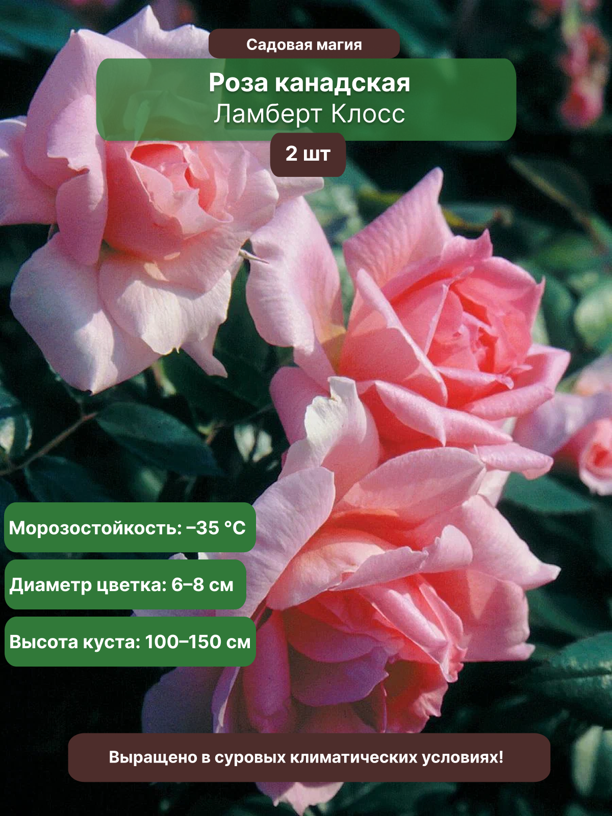 Роза канадская Ламберт Клосс / 2 шт, морозостойкая, ароматная, розовая