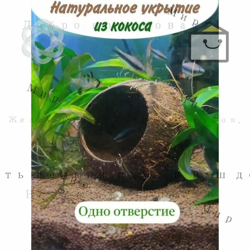 Небольшой. Кокос в аквариум декорация, укрытие