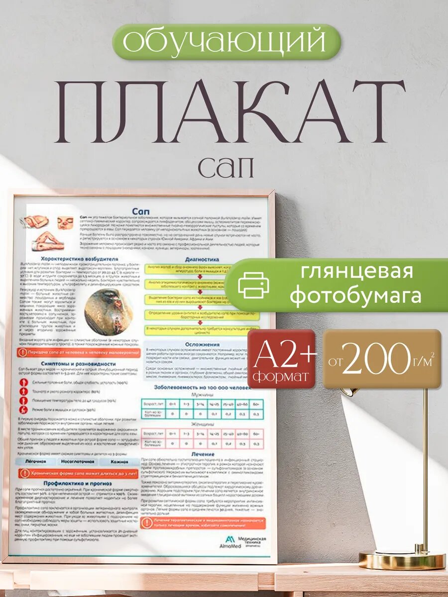 Обучающий плакат "Сап", размер А2+, глянцевая фотобумага от 200г/м2