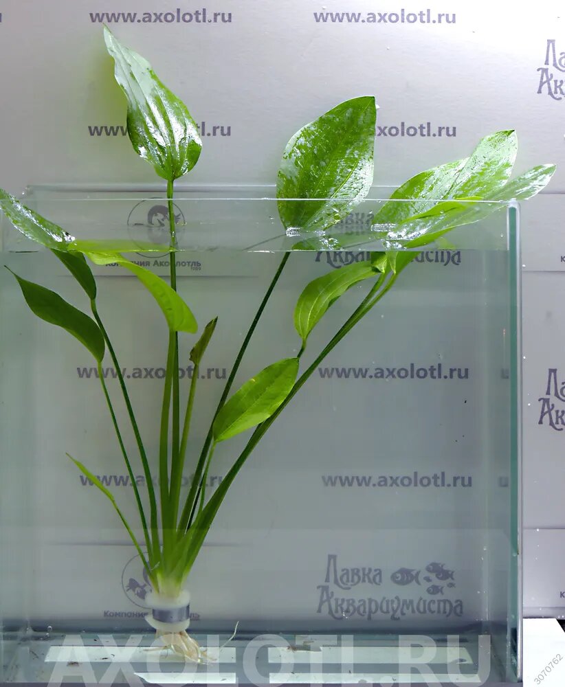 Декорация для аквариума/террариума-ds Эхинодорус Аргентинский Живое растение для аквариума