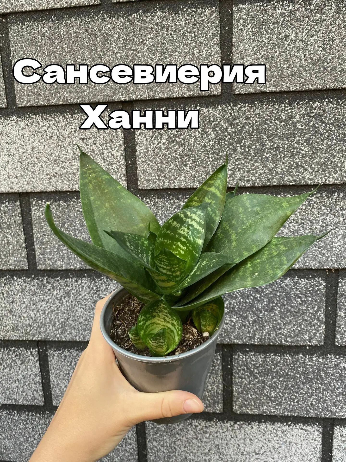 Сансевиерия Ханни