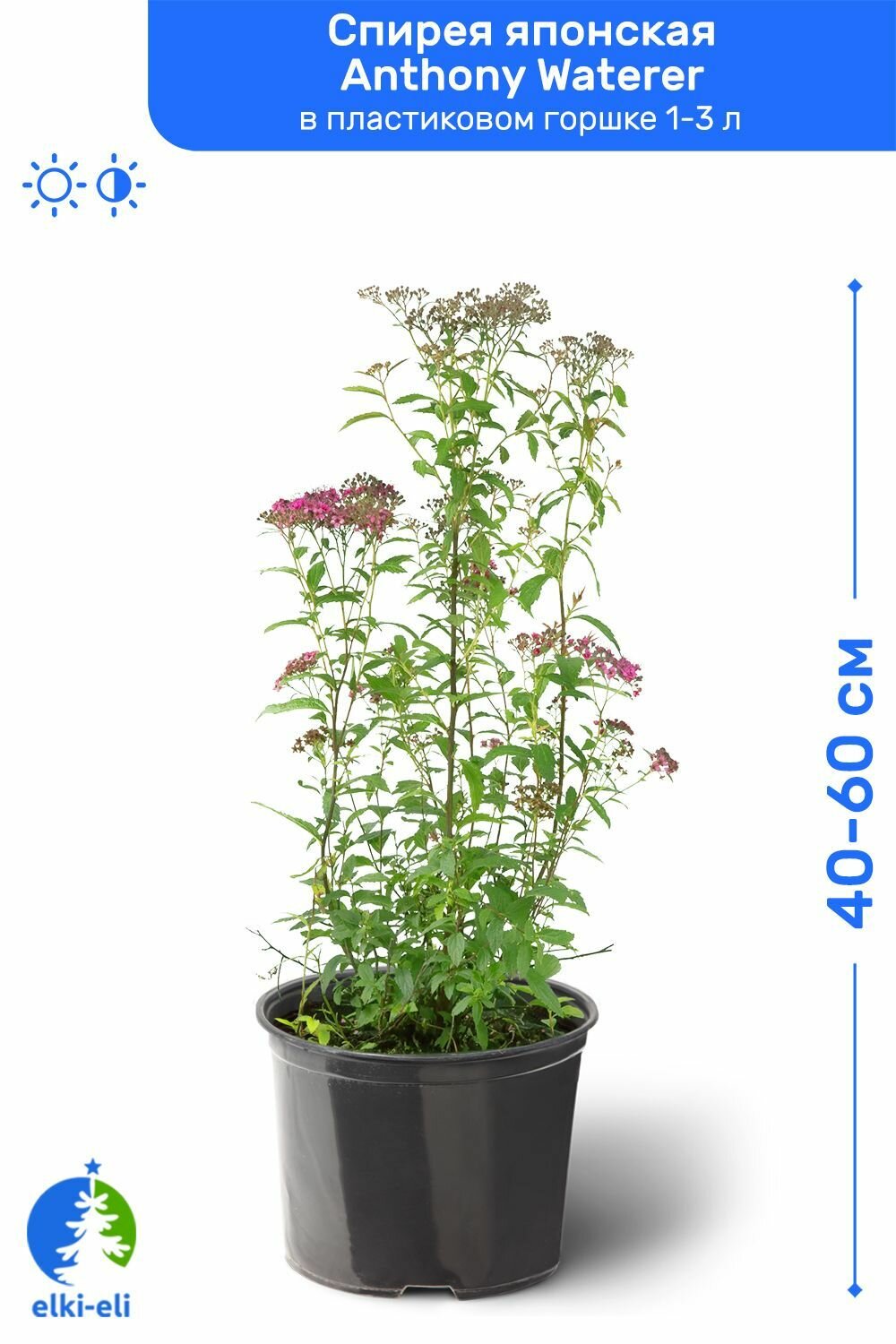 Спирея японская Энтони Ватерер (Anthony Waterer) 40-60 см в пластиковом горшке 1-3 л, саженец, лиственное живое растение