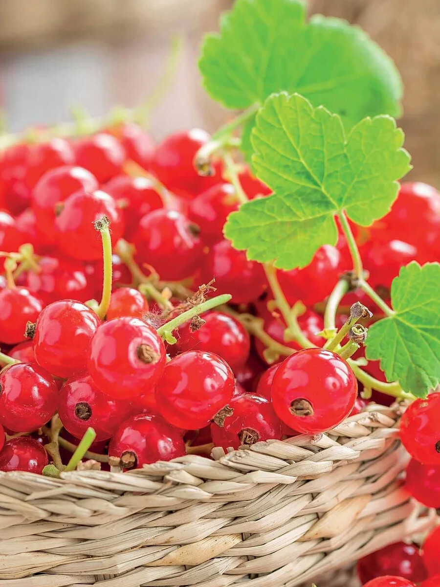 Смородина красная Голландская 2 шт, морозостойкая, многолетняя