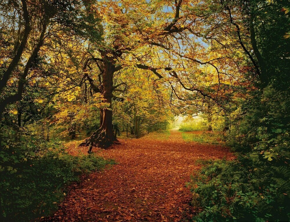 Фотообои Komar 8-068 "Осенний пейзаж" 3,88 м х 2,7 м, 8 листов