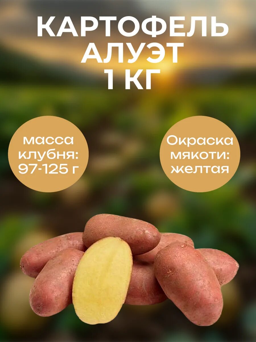 Картофель семенной Алуэт, 1 кг