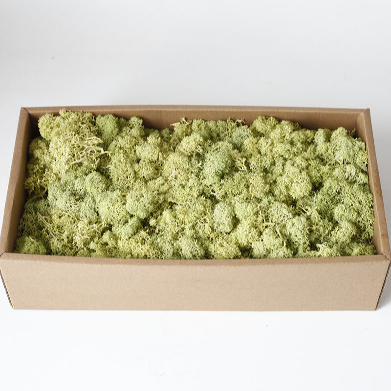 Вечный мох, 500г, в коробке, нежно-зеленый, для декора стен, с крышкой